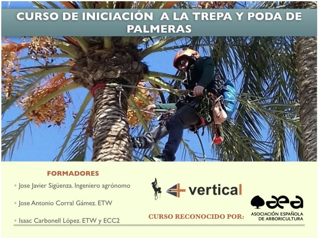 Curso de Palmerero en Elche: iniciación a la Trepa y Poda de Palmeras