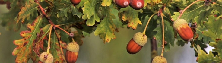 La Gran Bellotada Ibérica: 25 millones de bellotas para la Península